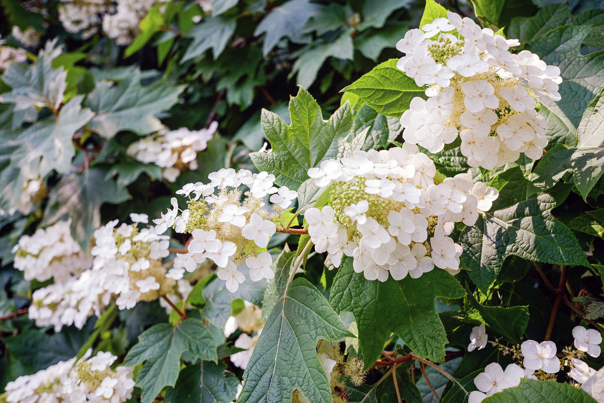 Today in History: April 3, Unabomber arrested in Montana