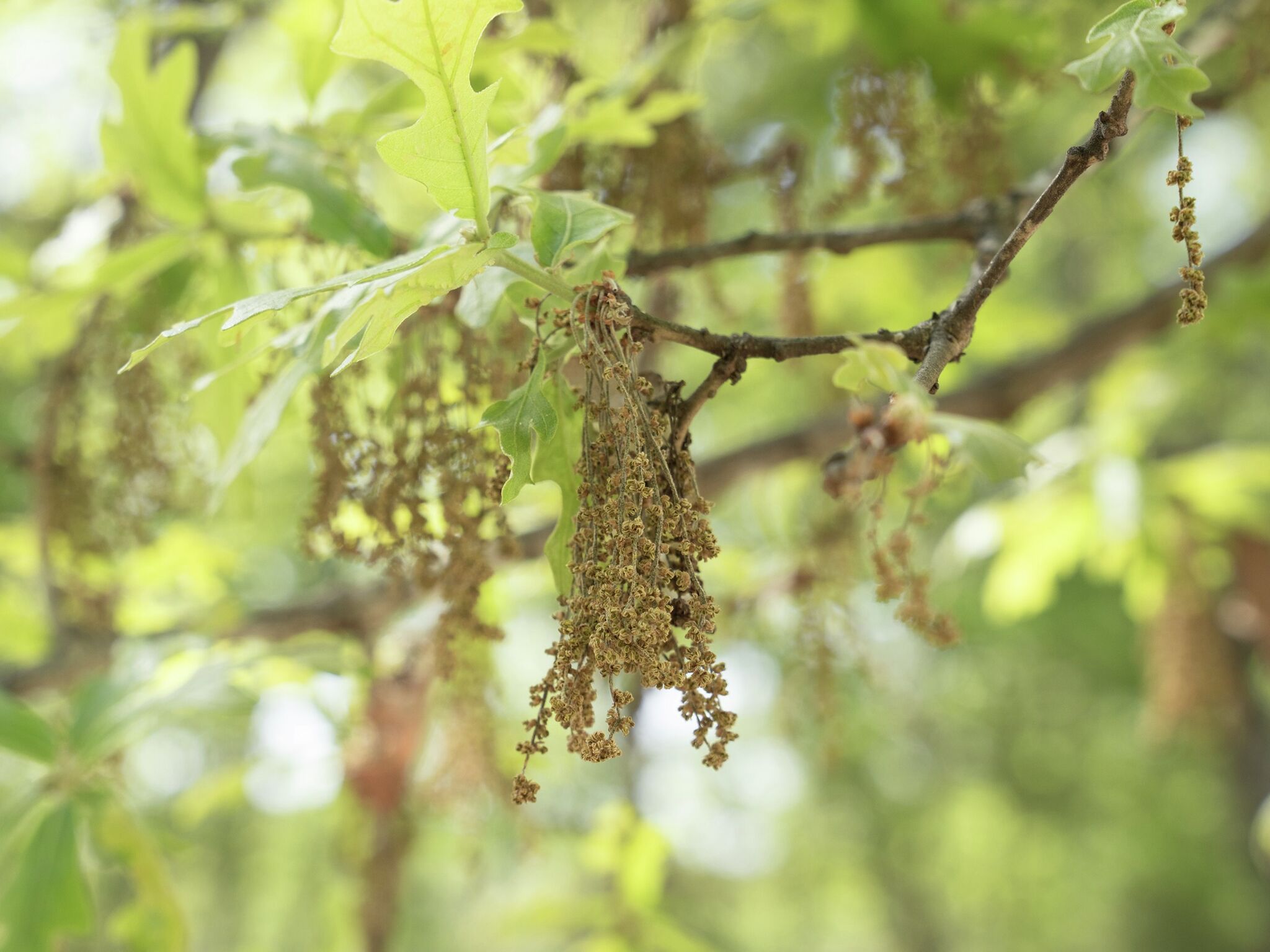 Allergy alert: Austin oak pollen season is here. How high is the count