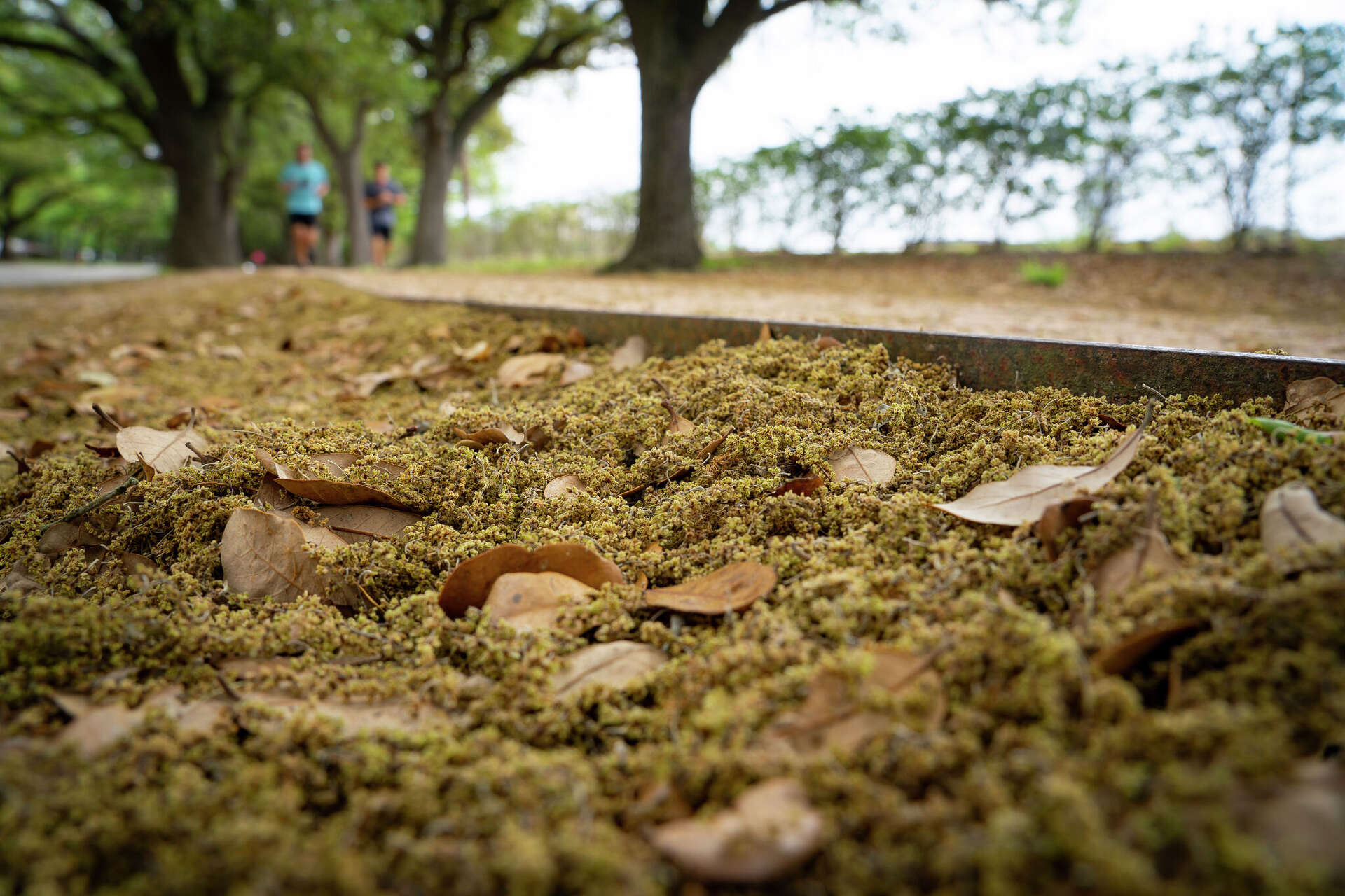 Allergy alert: Austin oak pollen season is here. How high is the count