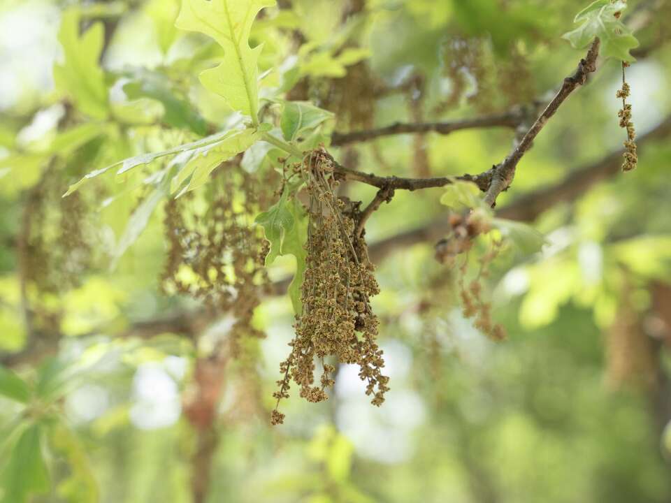 Texas oak allergy season is here. How high is the pollen count?