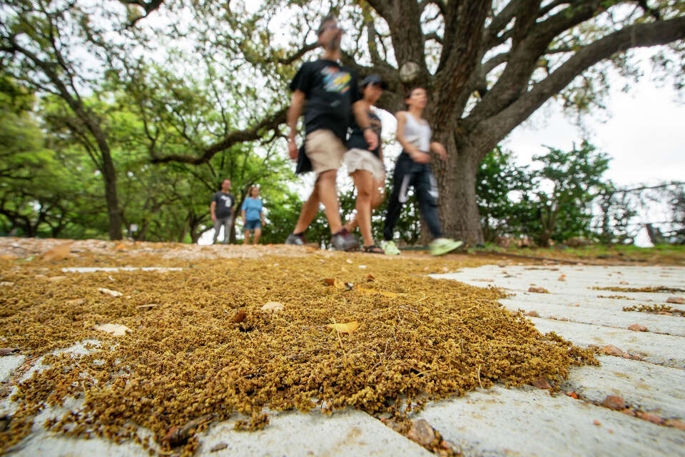 Texas oak allergy season is here. How high is the pollen count?