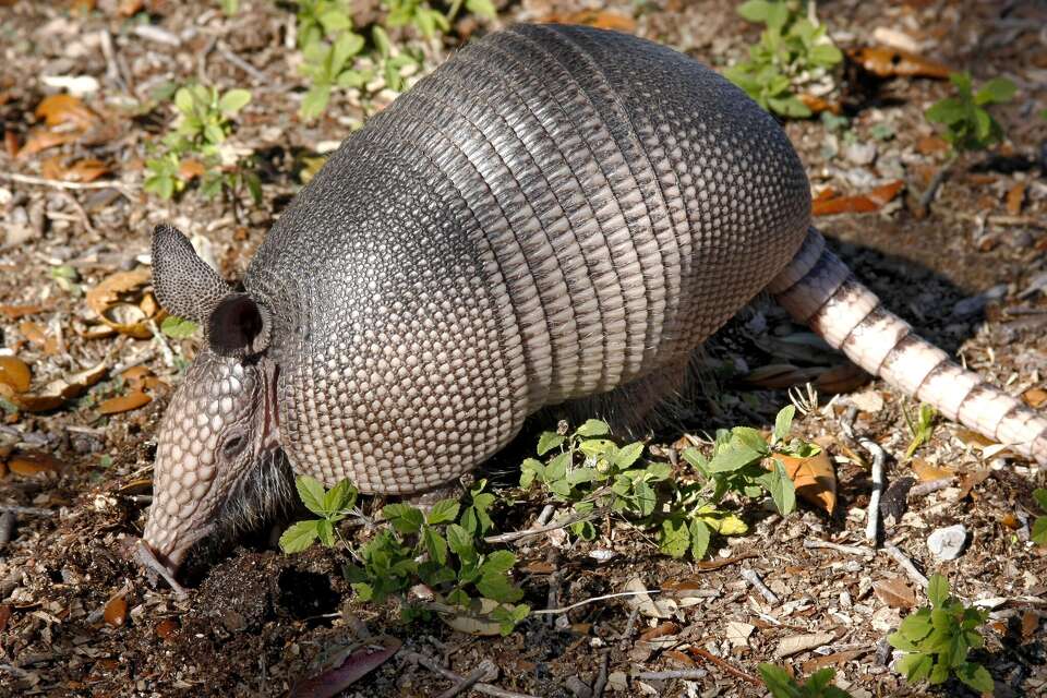 Armadillos in North Carolina? Texas species spreads to new states