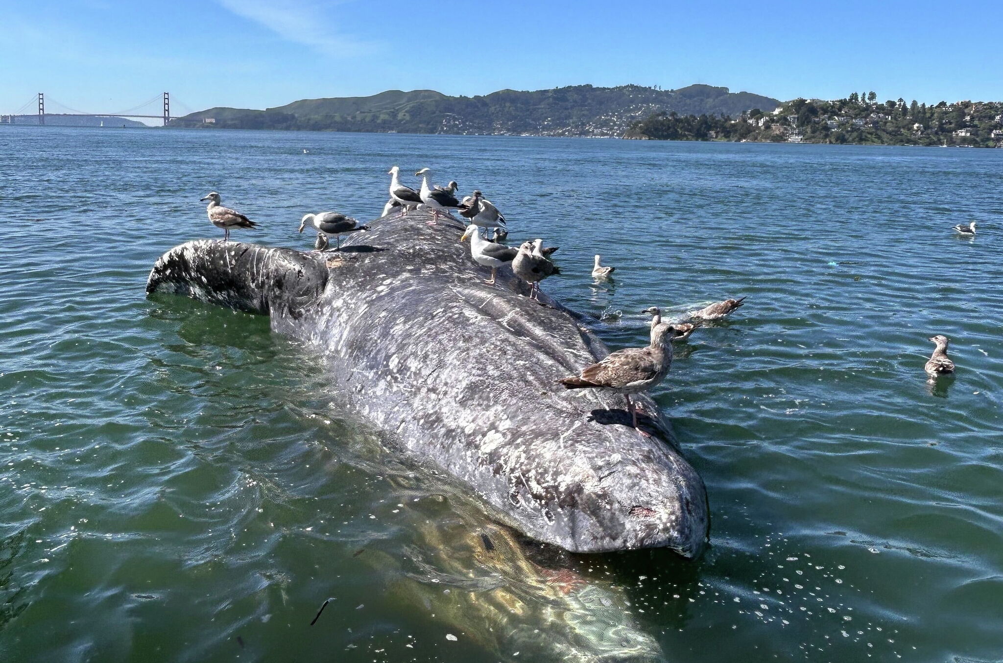 Dead whale near Golden Gate Bridge likely hit by boat