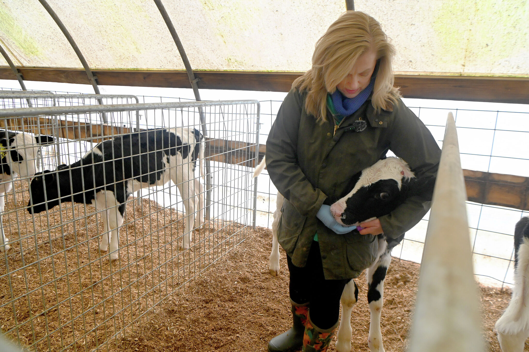 UNH professor uses cows to craft new way to investigate animal cruelty