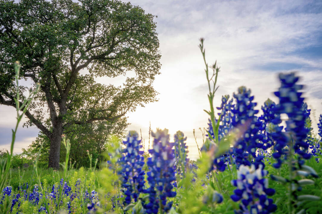 Spring equinox 2026 in Texas: When is the first day of spring?