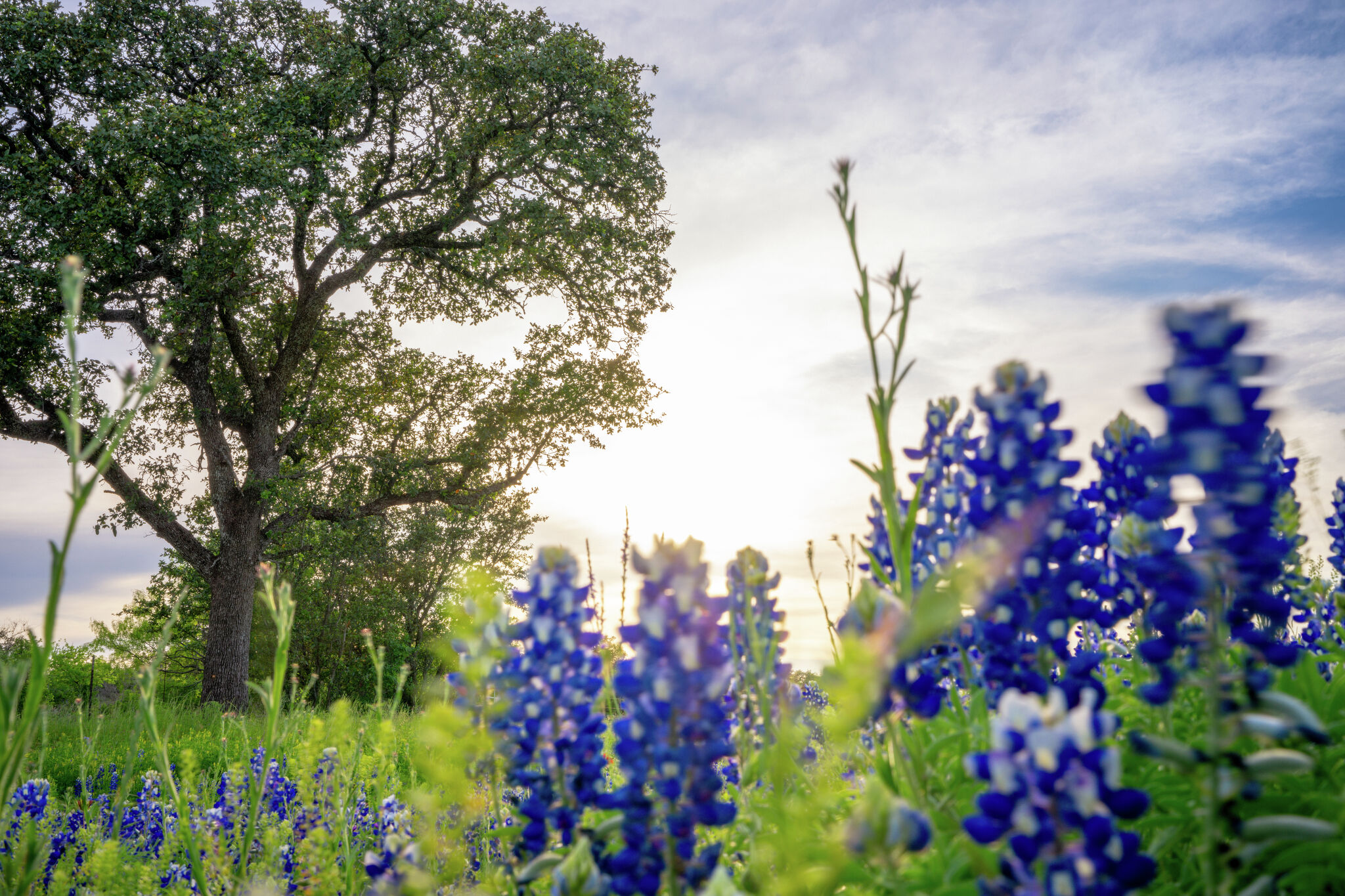 Spring equinox 2026 in Texas: When is the first day of spring?
