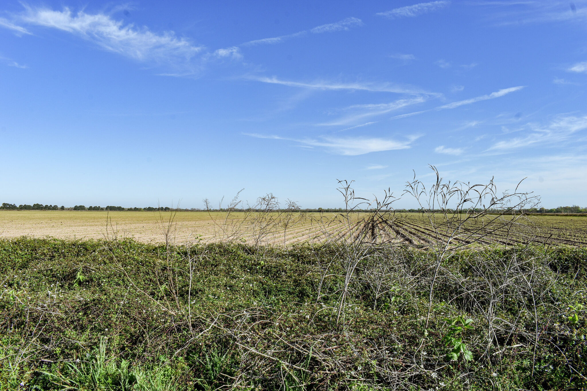Houston-area prairie expands with new protected land deal