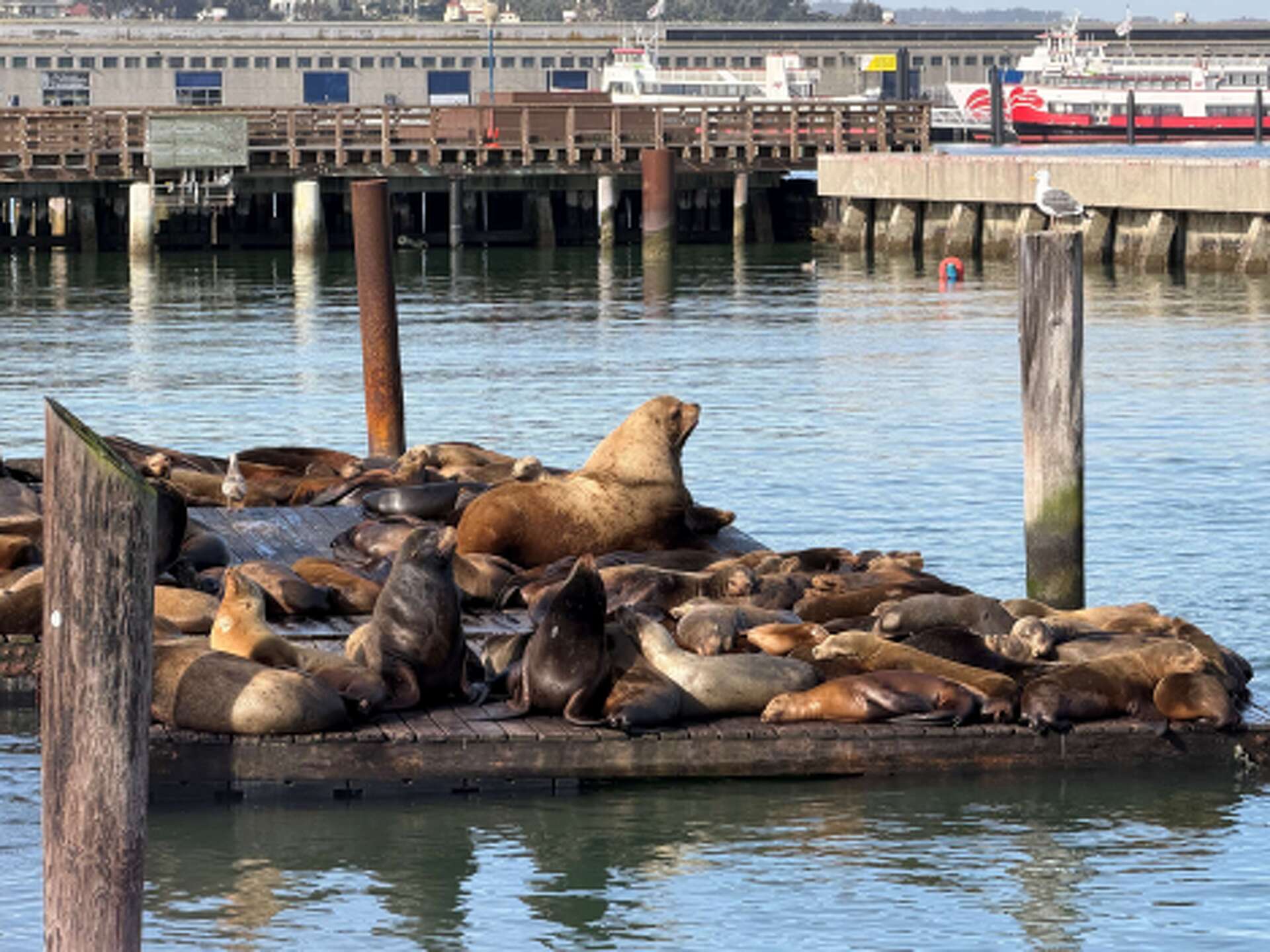 Huge Steller sea lion returns to S.F's Pier 39: how to see him