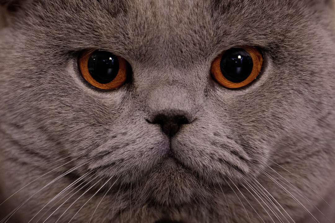 Photos show the 'Feline Oscars,' an international feline beauty ...