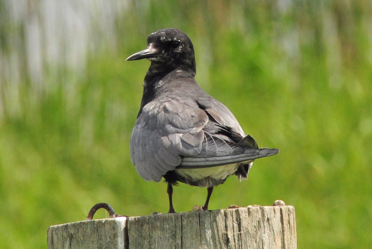 Push on for bird habitat protection, expansion