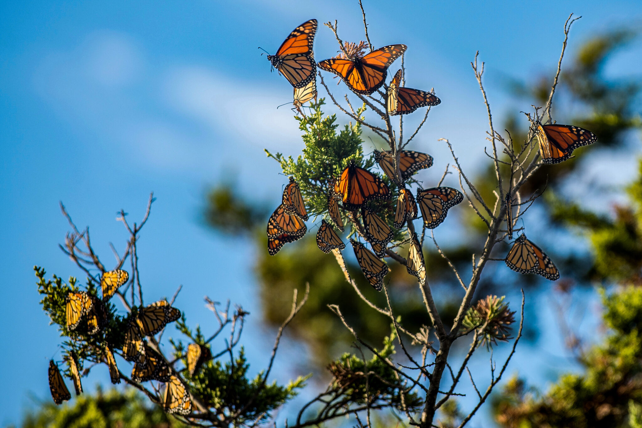Monarch butterfly surge could bring more to Texas this spring