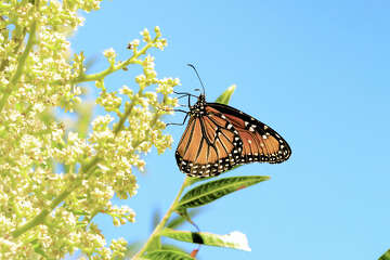 Monarch butterfly surge could bring more to Texas this spring
