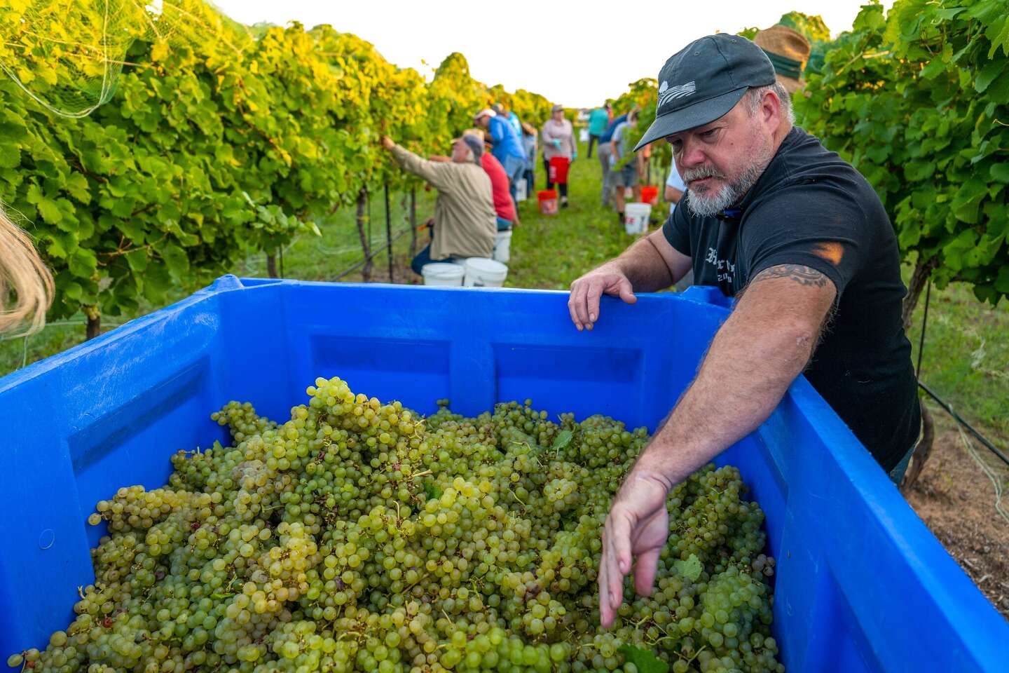Texas Hill Country wine exec arrested on DWI, weapon charges