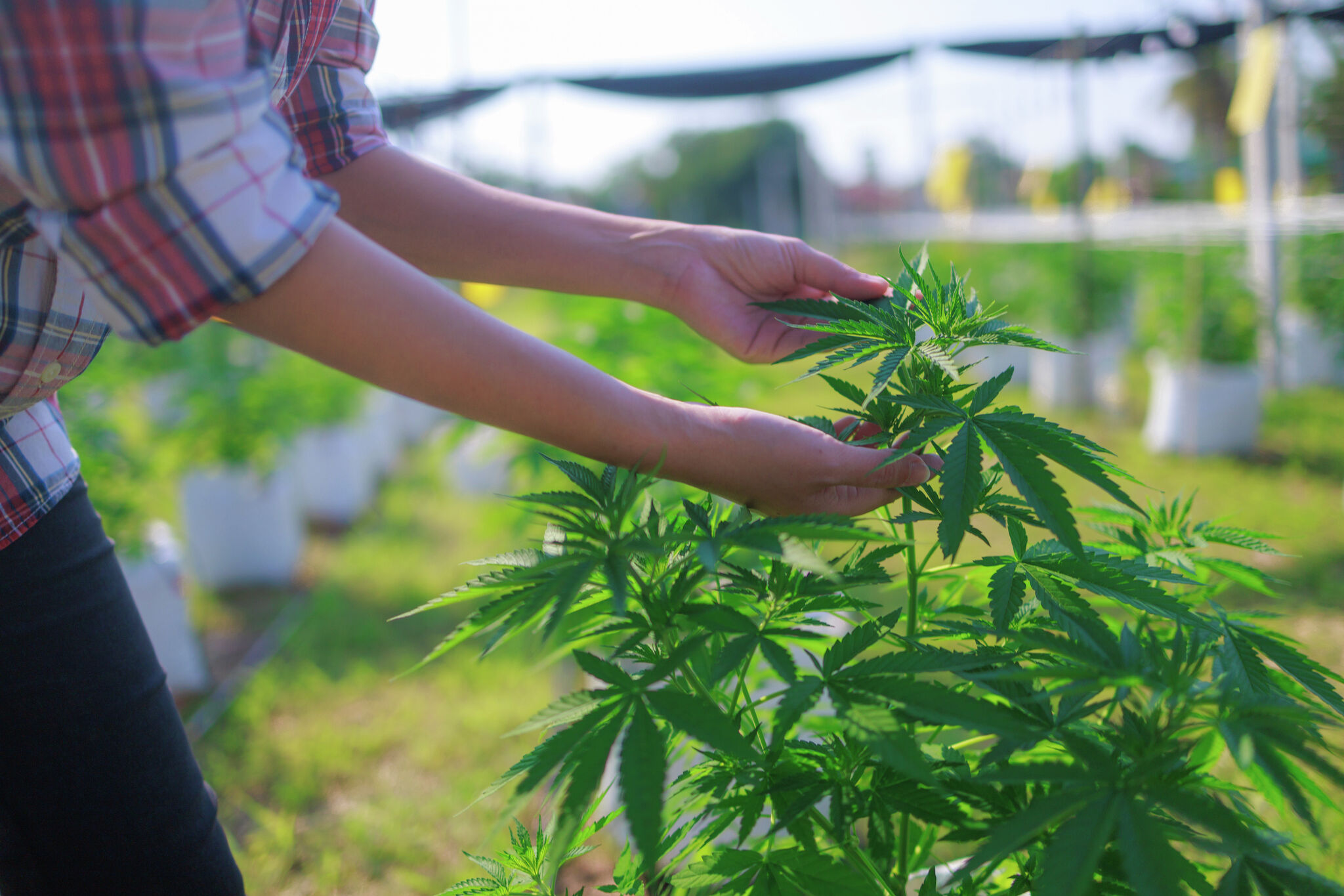 Texas will ban smokeable hemp cannabis. Here's what to know.