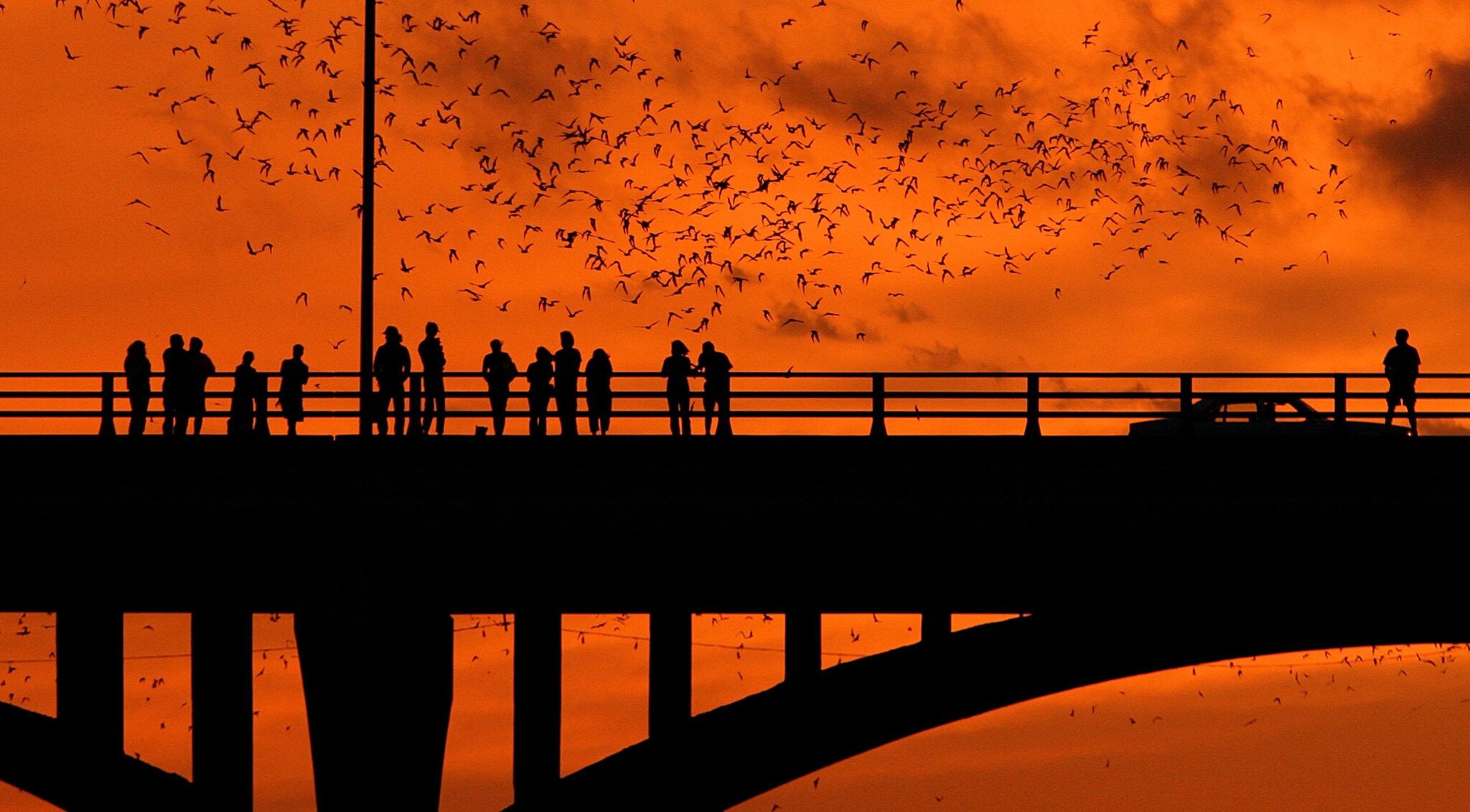 Austin bats: Best time for Congress Avenue Bridge viewing