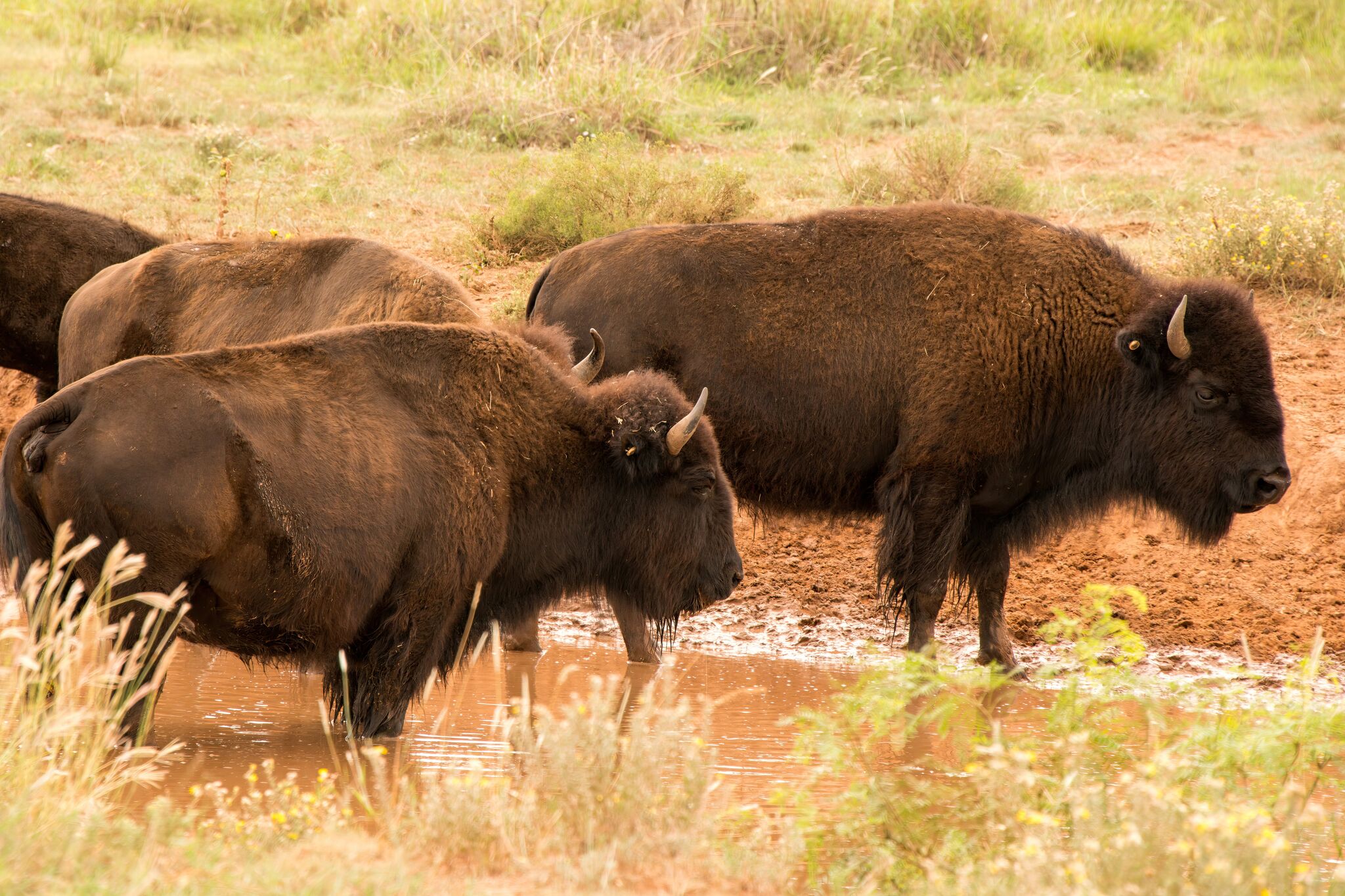 Texas just gave its iconic bison herd more room to roam