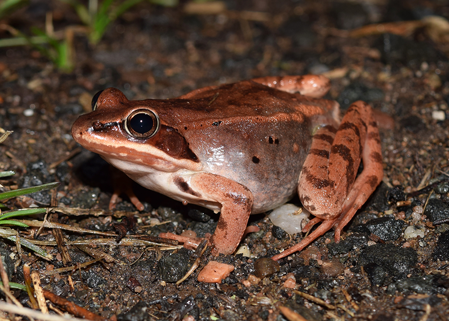These frogs are coming 'back to life' in CT after freezing for winter
