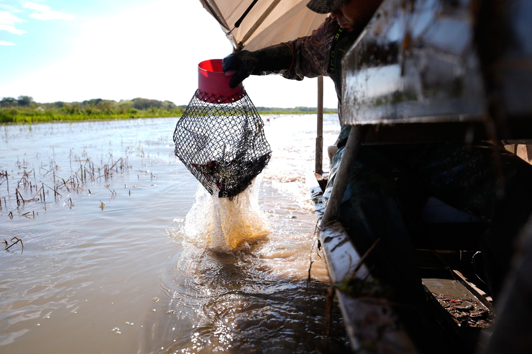 Photos shows the crawfish processing in Louisiana, an industry hit by a ...