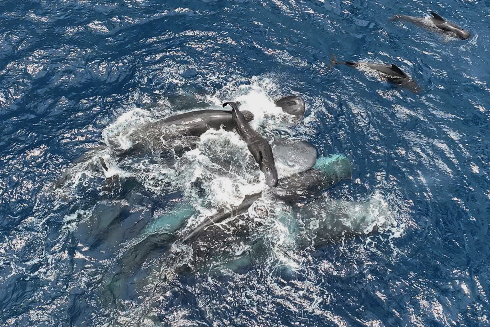 Scientists captured female sperm whales on video working together ...