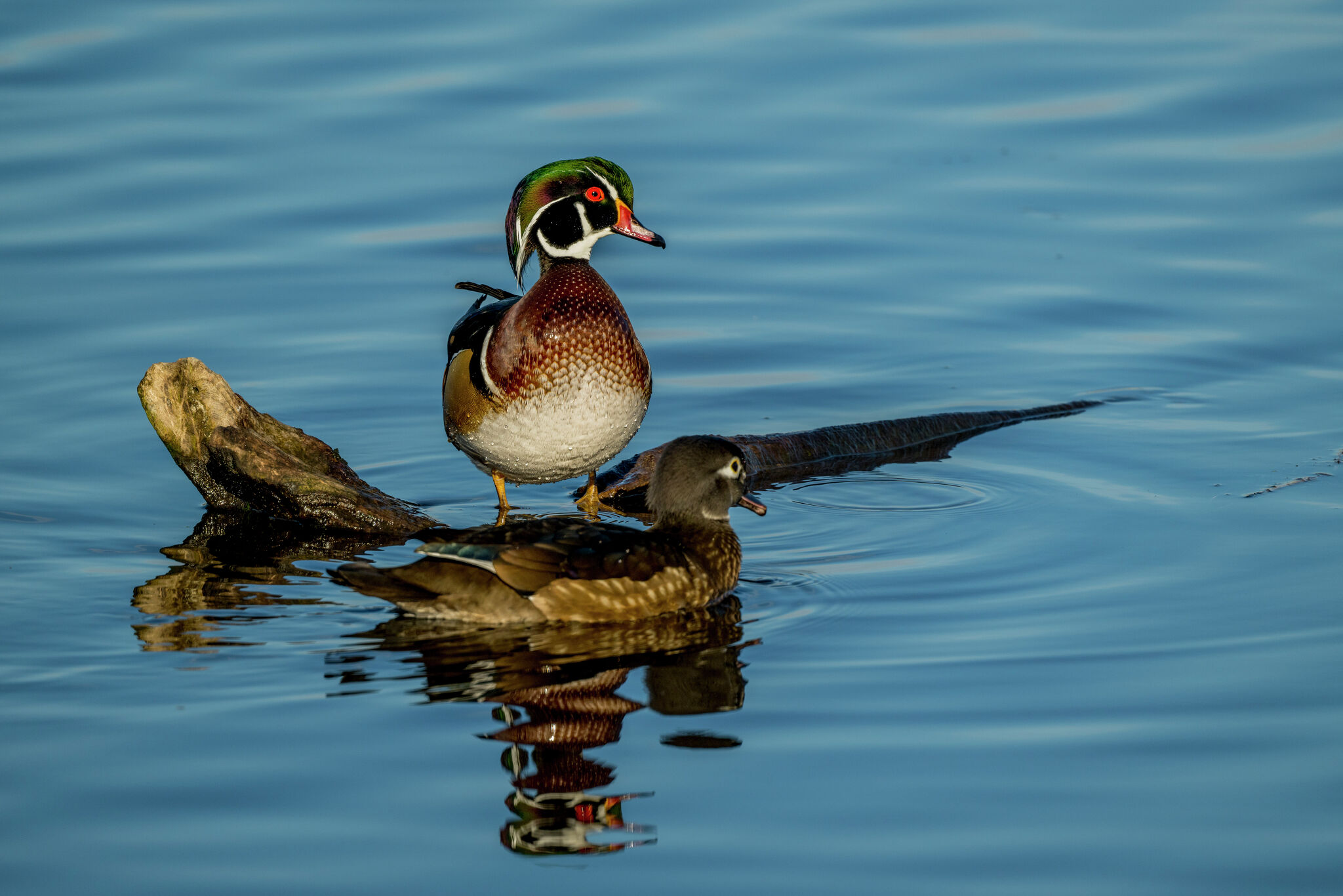 Wood duck named state duck of Michigan after bill passage