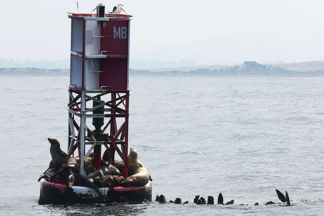 Deadly virus first detected in Bay Area park found on Central Coast