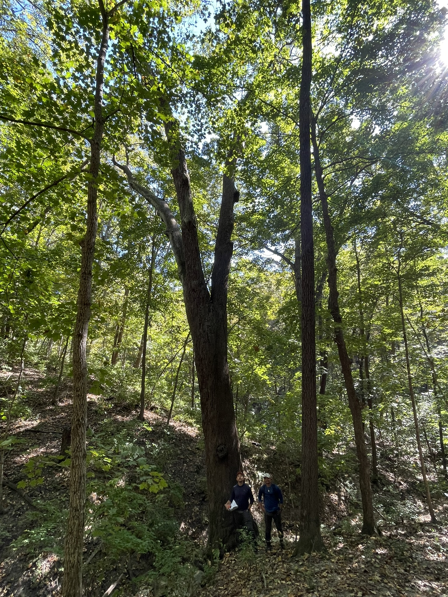 Tre Donaldson scores 15 points and Miami dumps Boston College after ...