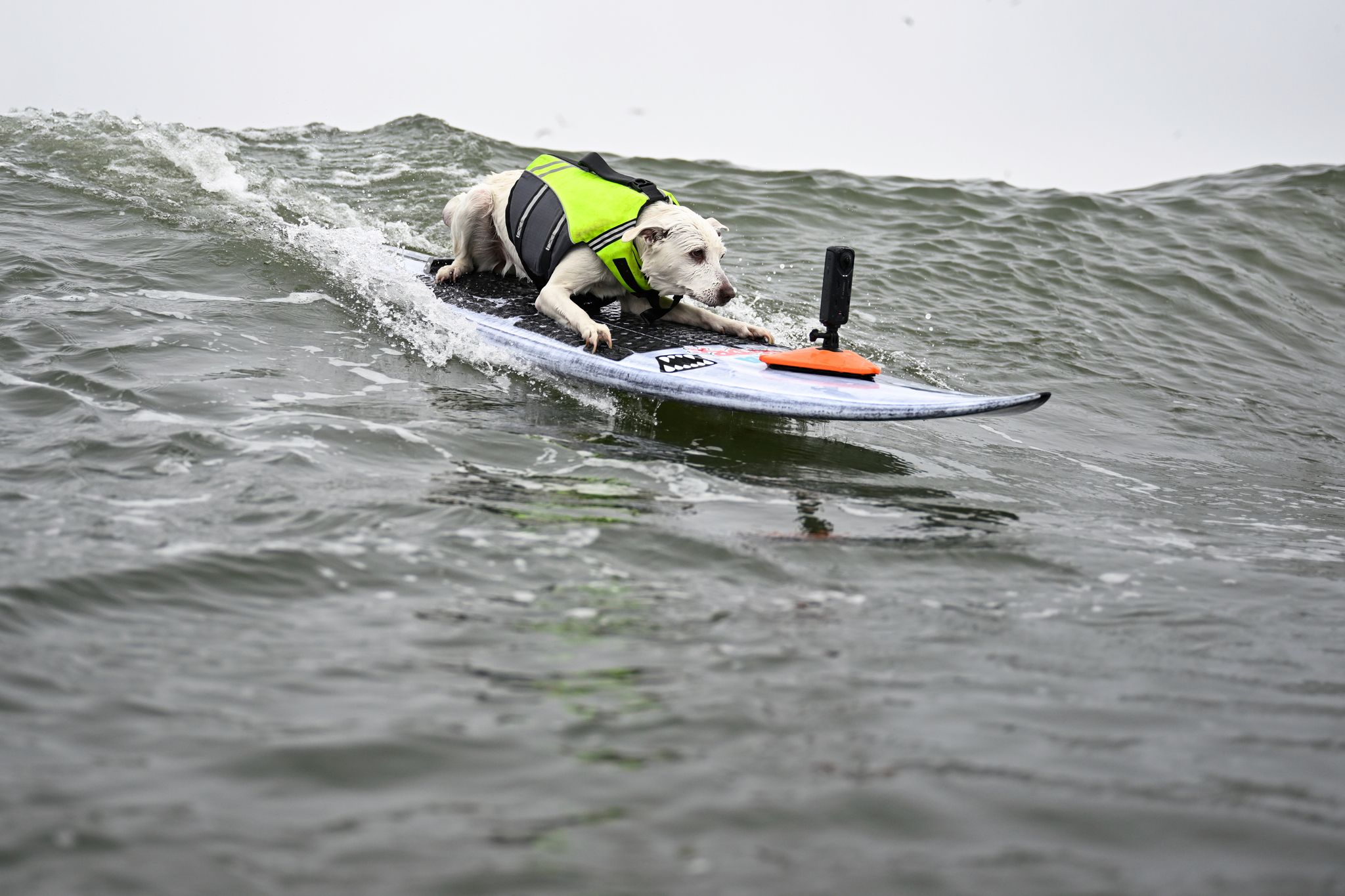 Sugar The Surfing Dog, the first canine inducted into the Surfer’s Hall ...