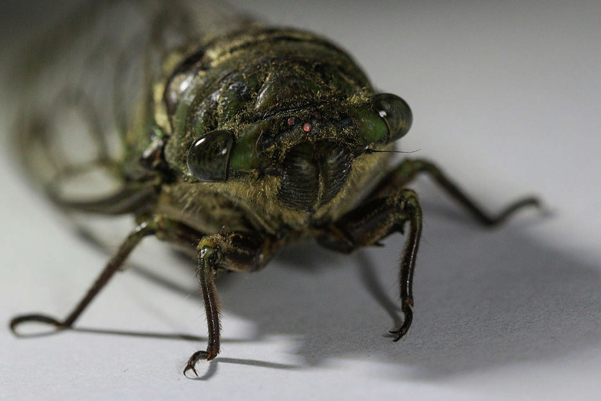 'Cicada' COVID variant is 'likely in circulation' in CT, state says