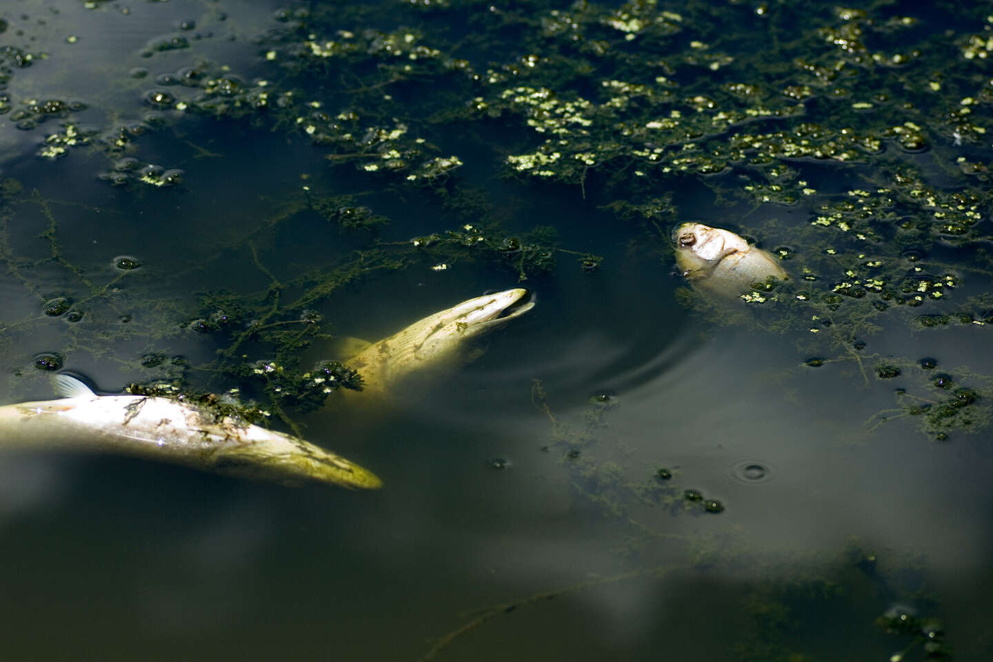 Michigan fish kills may rise as lakes warm after active winter