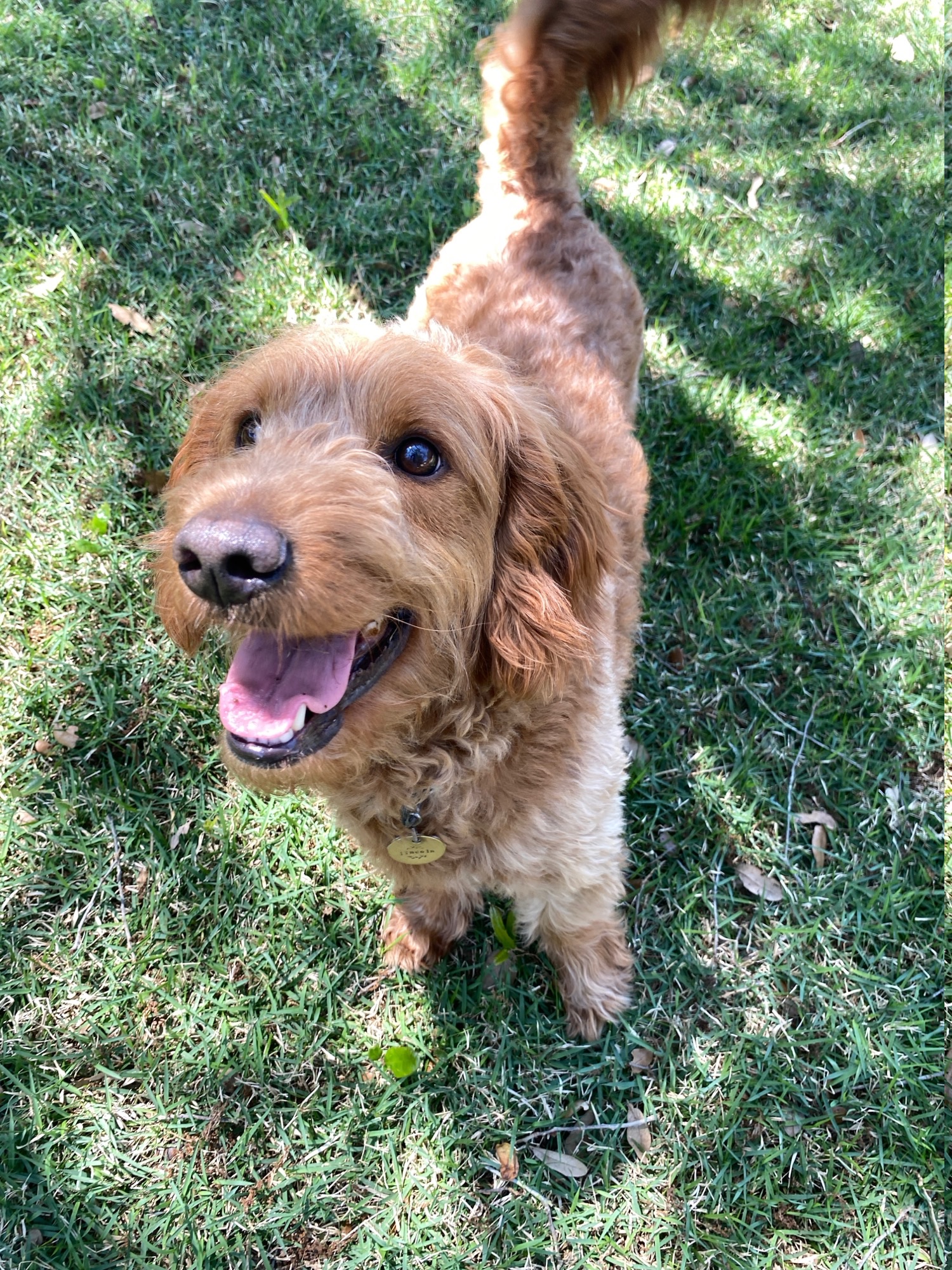 League City dog groomer faces felony charge in goldendoodle's death