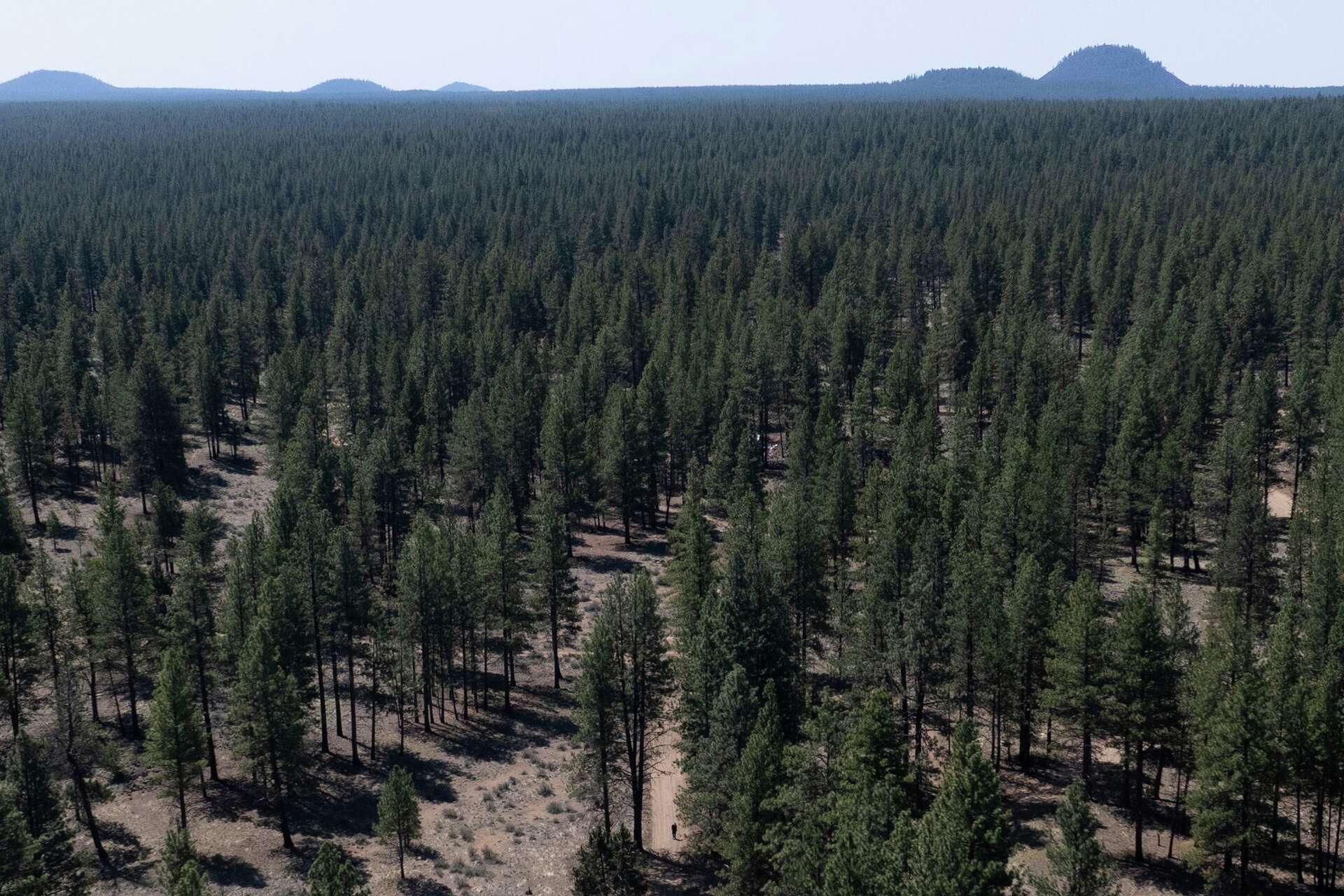 Trump plans to move Forest Service headquarters to Utah and shutter ...