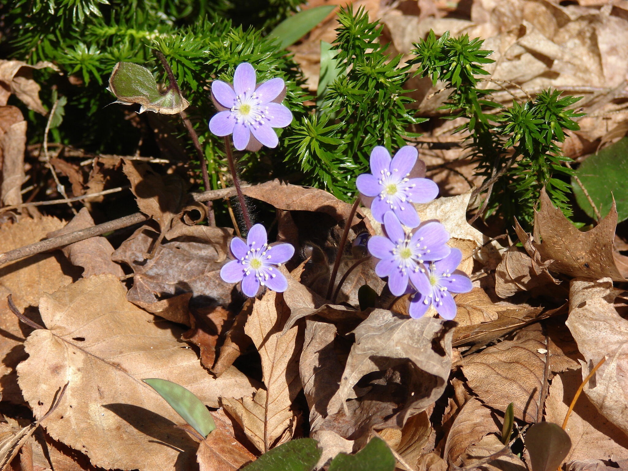 Column: Keep an eye out for these native Connecticut flowers in April