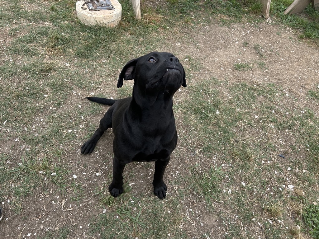 A lively puppy named Lila is looking for a loving home in Beaumont