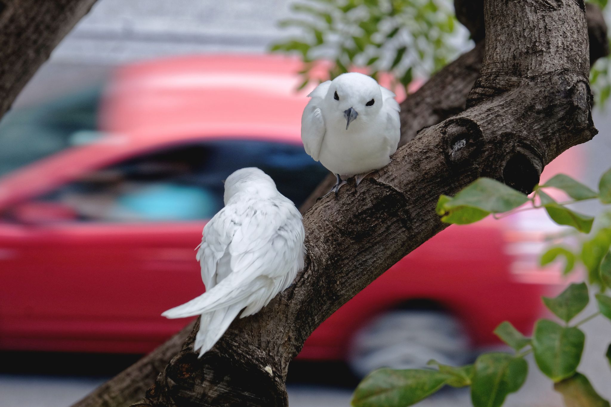 How a seabird native to Hawaii has adapted to life in Honolulu's ...