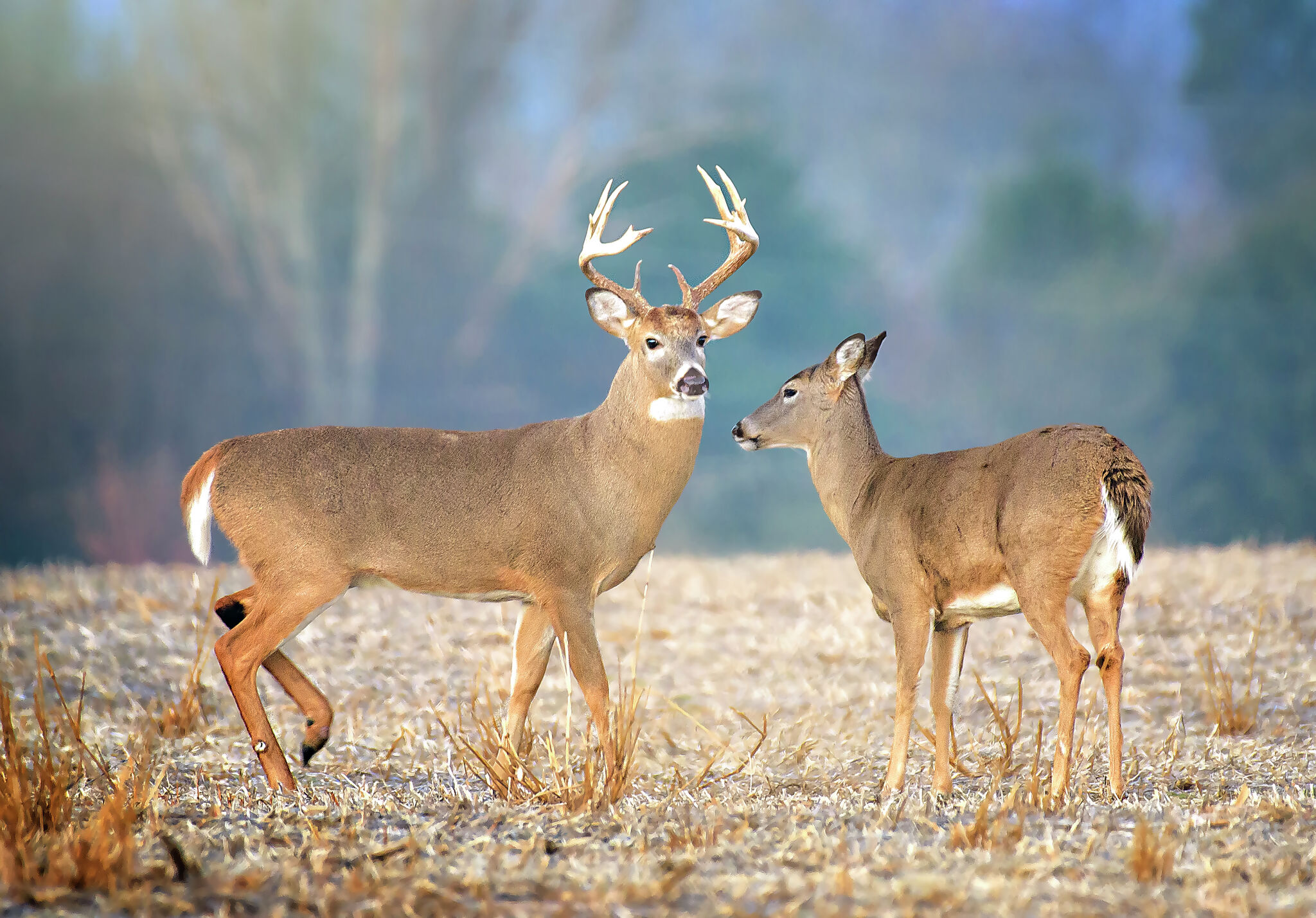 Michigan deer season recommendations include changes to buck bag limit