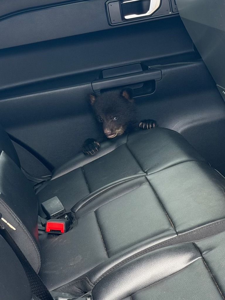 New Jersey state troopers rescue bear cub from highway ditch
