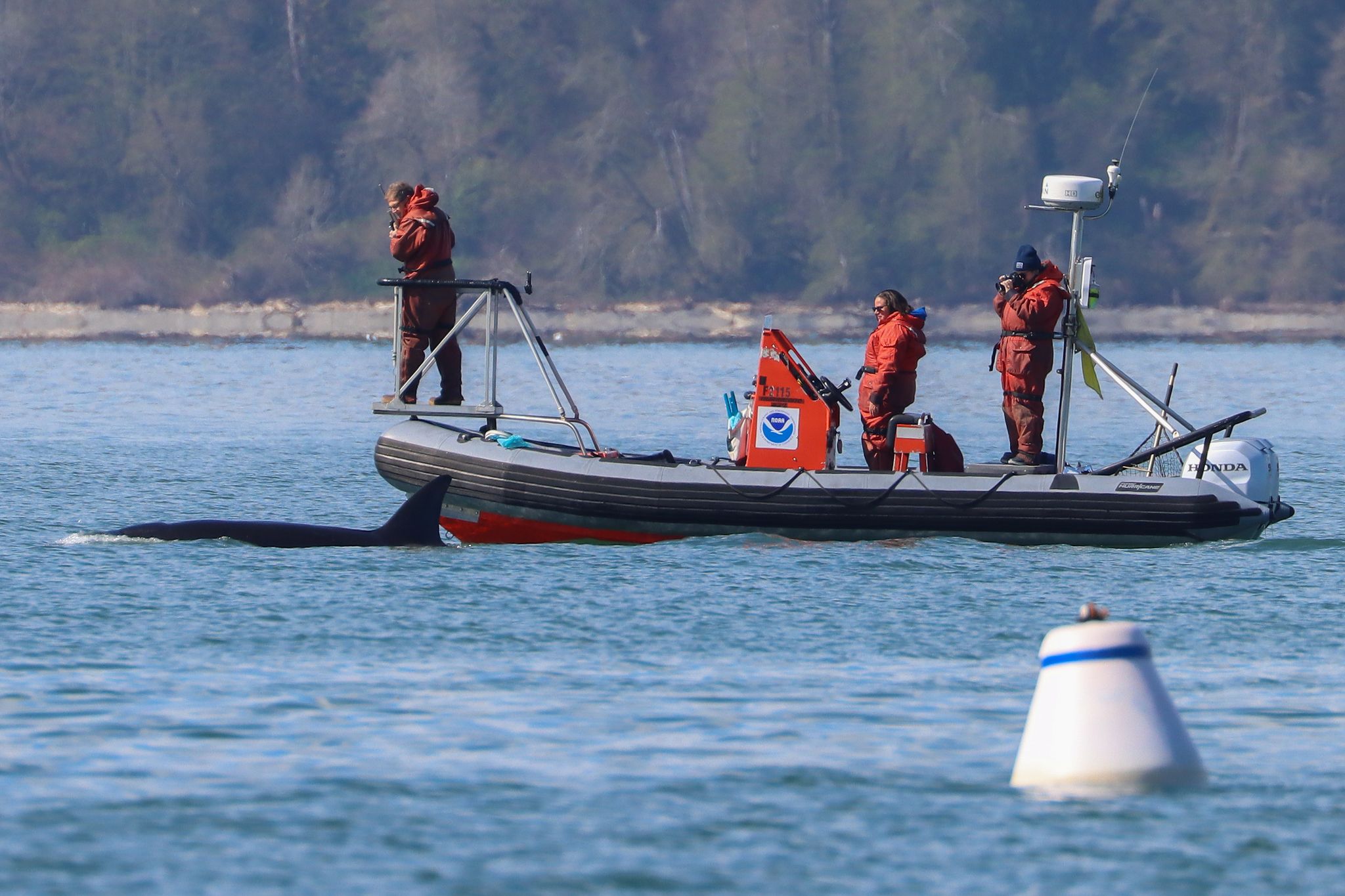 Orcas never seen before in Seattle delight whale watchers with a visit