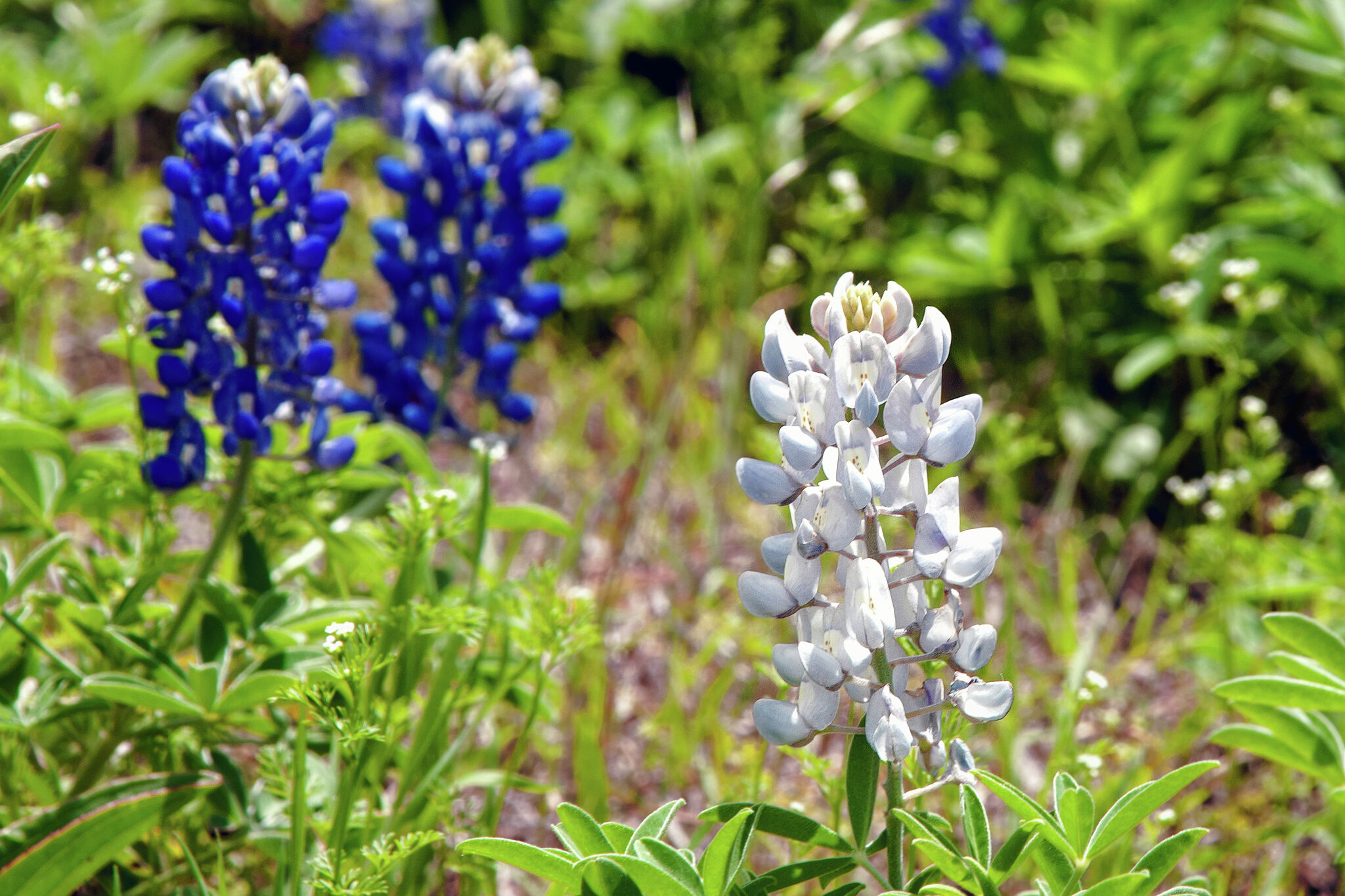 White bluebonnets spotted in Texas: Rare flowers found at Inks Lake