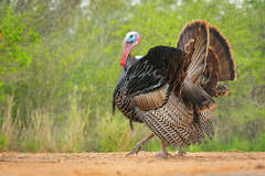 Texas hunting rules change for dove, turkey and deer