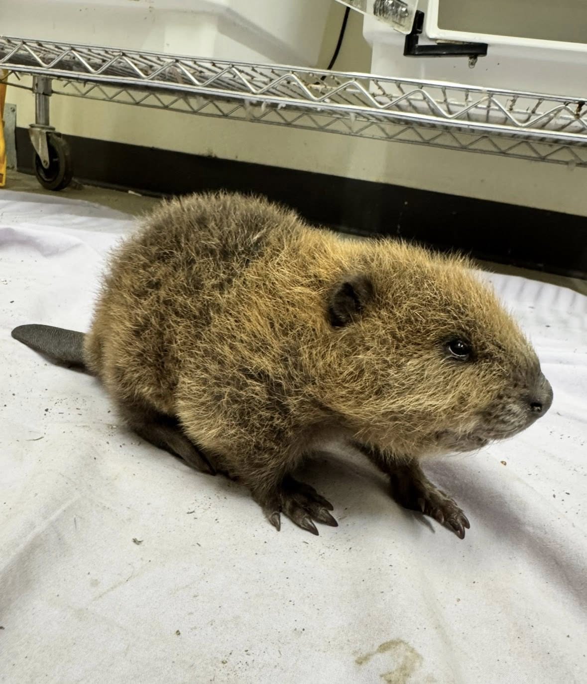 Baby beaver found in Austin after storms, taken to wildlife rescue