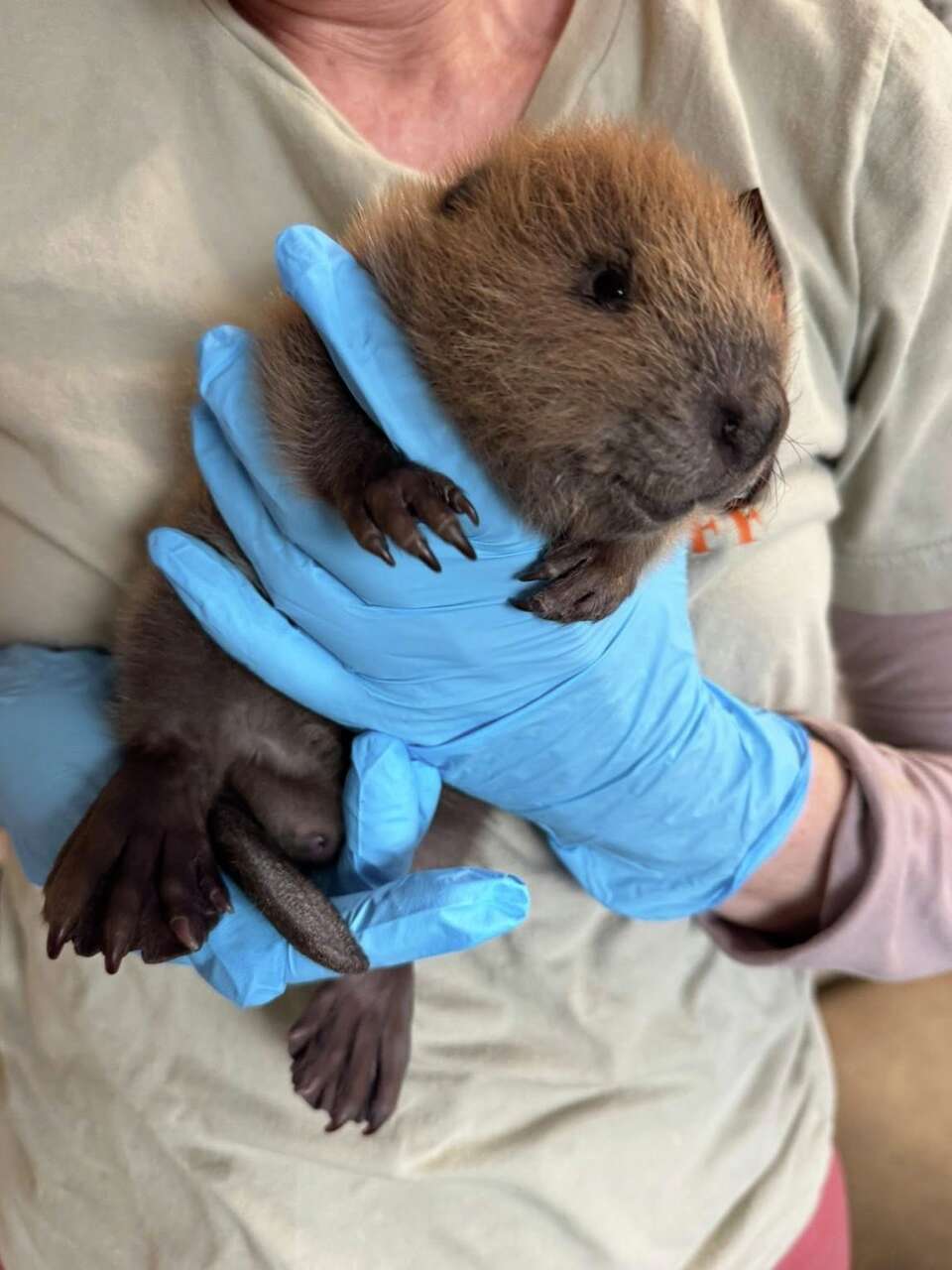 Baby beaver found in Austin after storms, taken to wildlife rescue