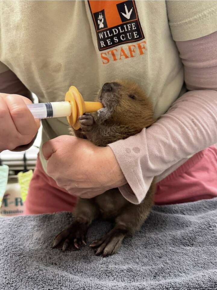Baby beaver found in Austin after storms, taken to wildlife rescue