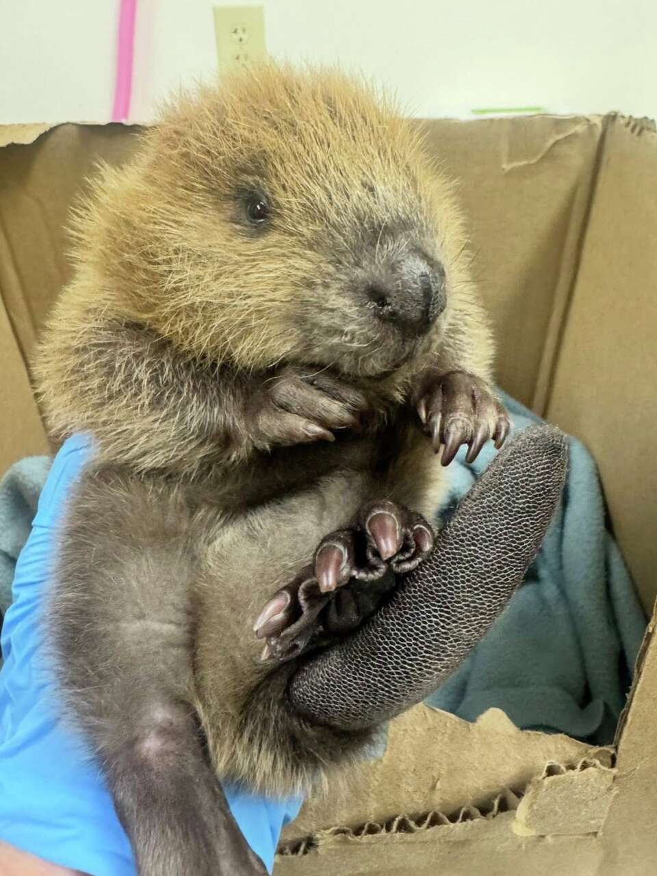 Baby beaver found in Austin after storms, taken to wildlife rescue