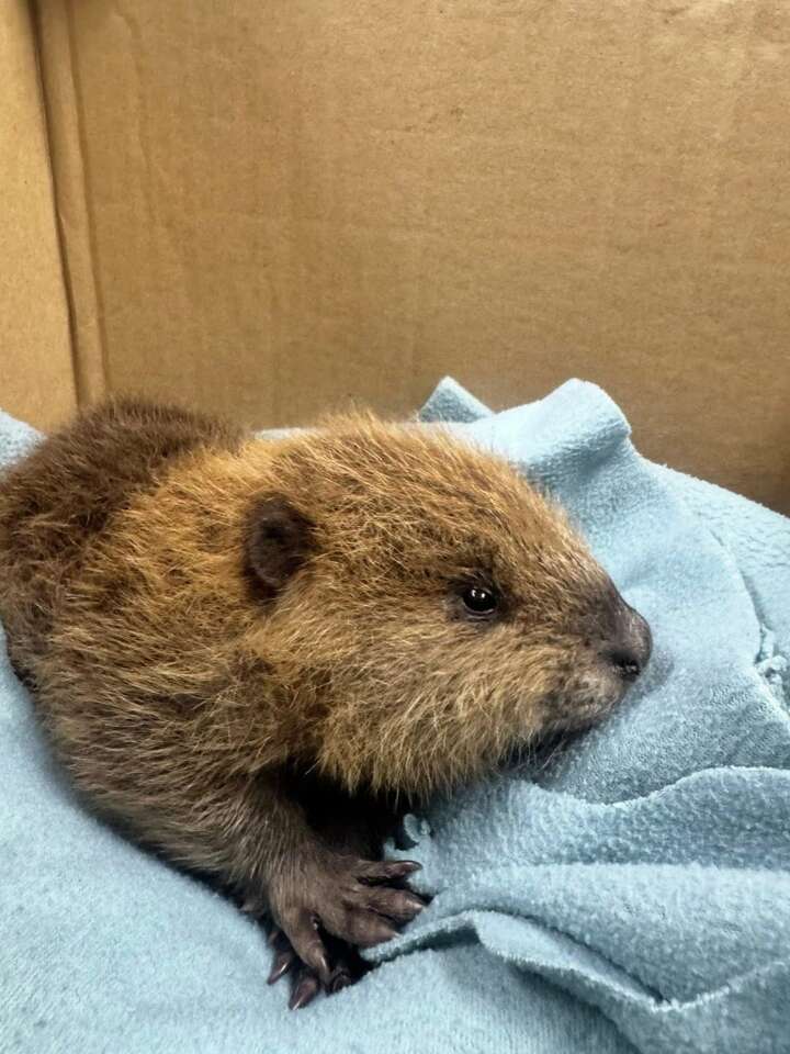 Baby beaver found in Austin after storms, taken to wildlife rescue