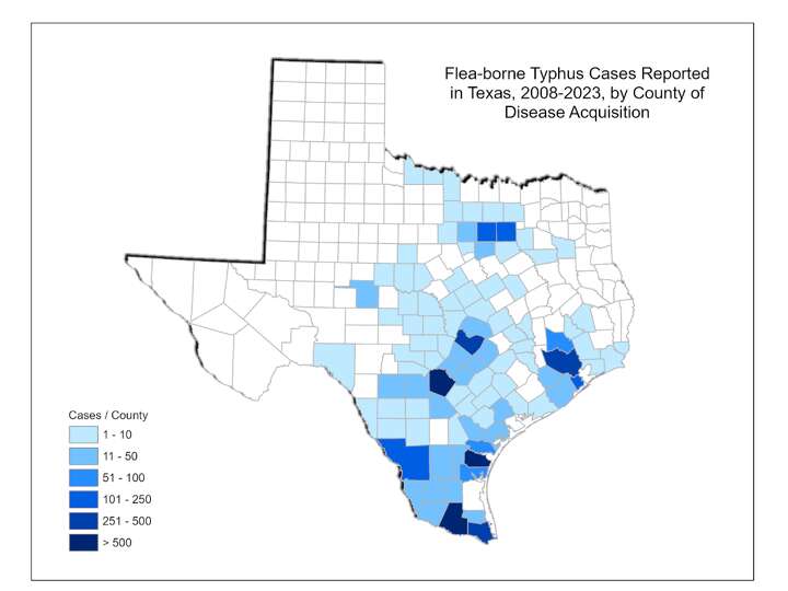 Typhus Texas: Symptoms, spread and prevention guide