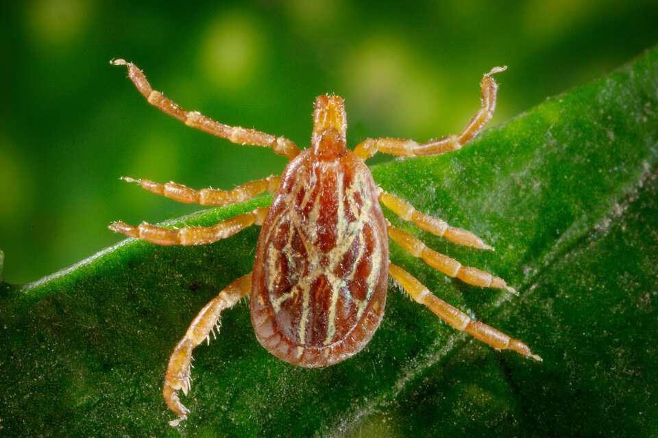 Typhus Texas: Symptoms, spread and prevention guide
