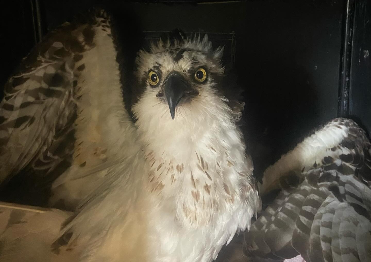 Osprey found in 'critical condition' after Vernon dog attack: Official