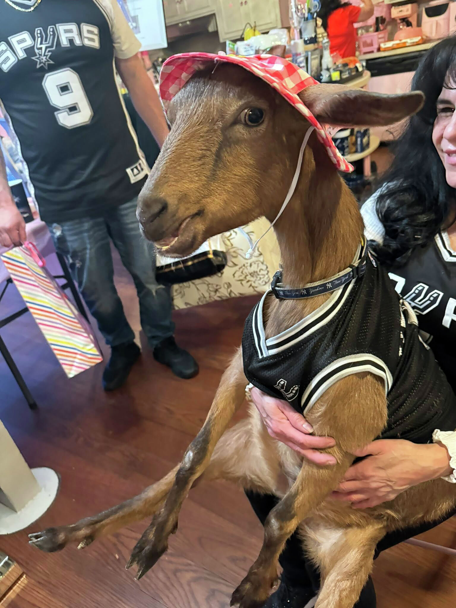 This Spurs-loving goat just had her cute birthday party go viral