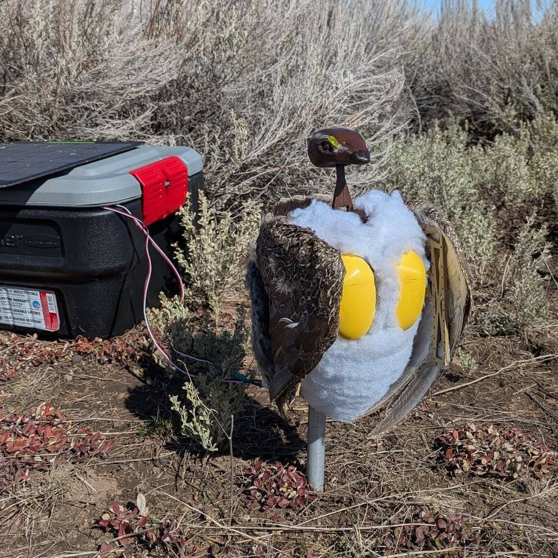 Robotic birds have landed in Grand Teton National Park