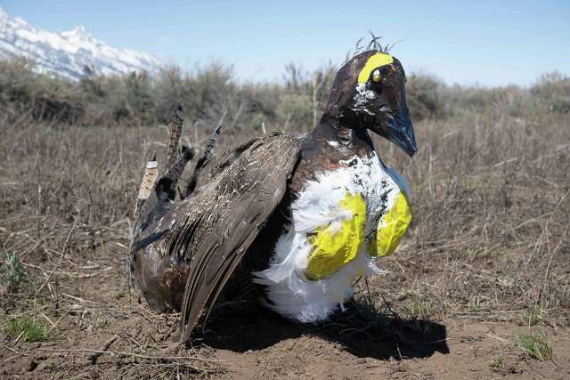 Robotic birds have landed in Grand Teton National Park
